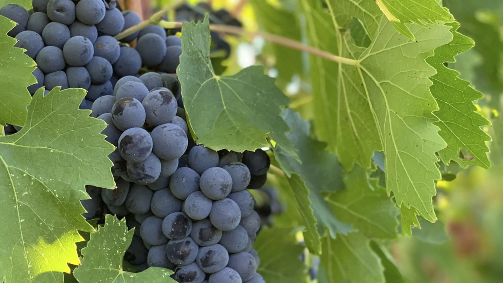 Nebbiolo: In-Depth Grape Varietal Profile Nebbiolo: In-Depth Grape Varietal Profile
